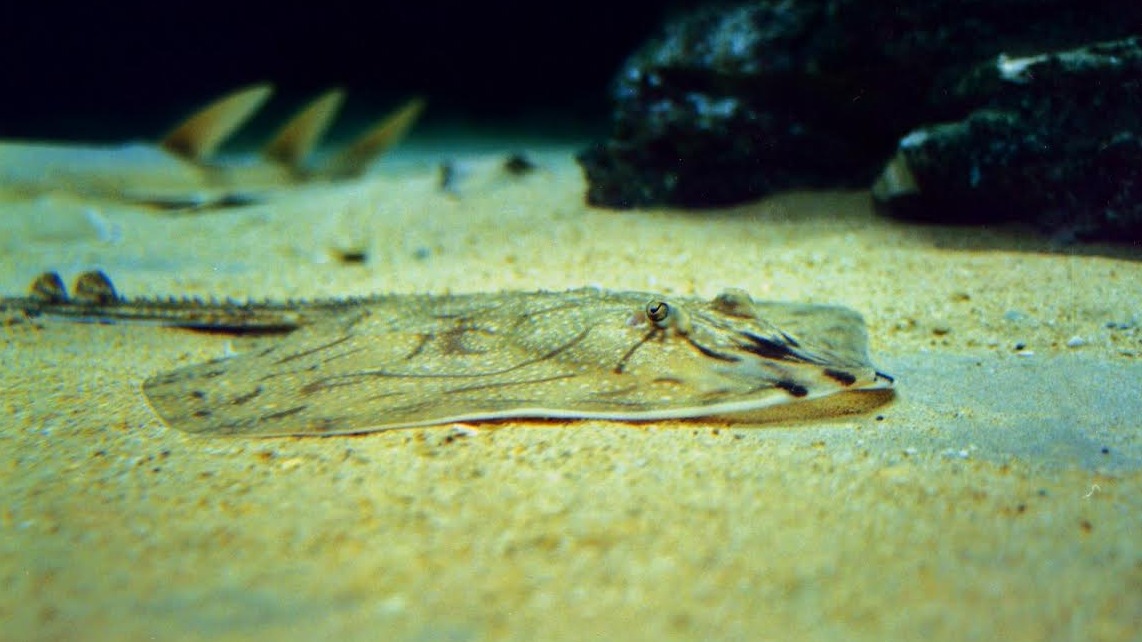 Endangered rays settling into Portsmouth home | ITV News Meridian