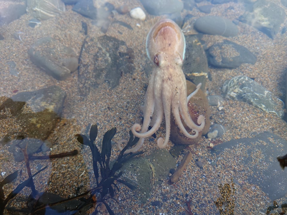 Octopus washed up into shallow Cornwall stream by Storm Barra | ITV ...