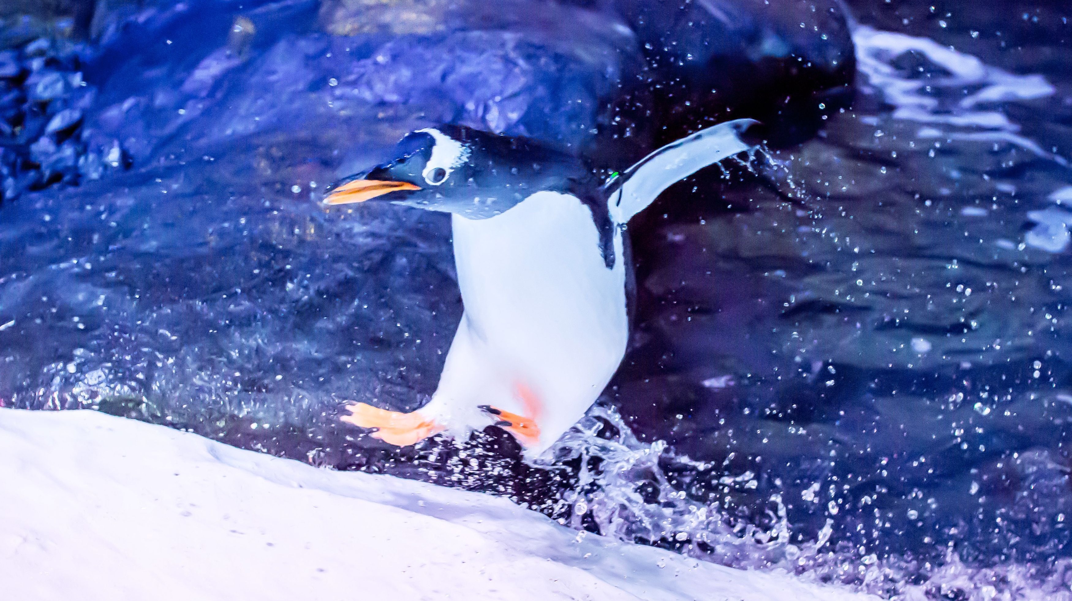 Penguins removed from aquarium because fake ice was 'too slippery ...