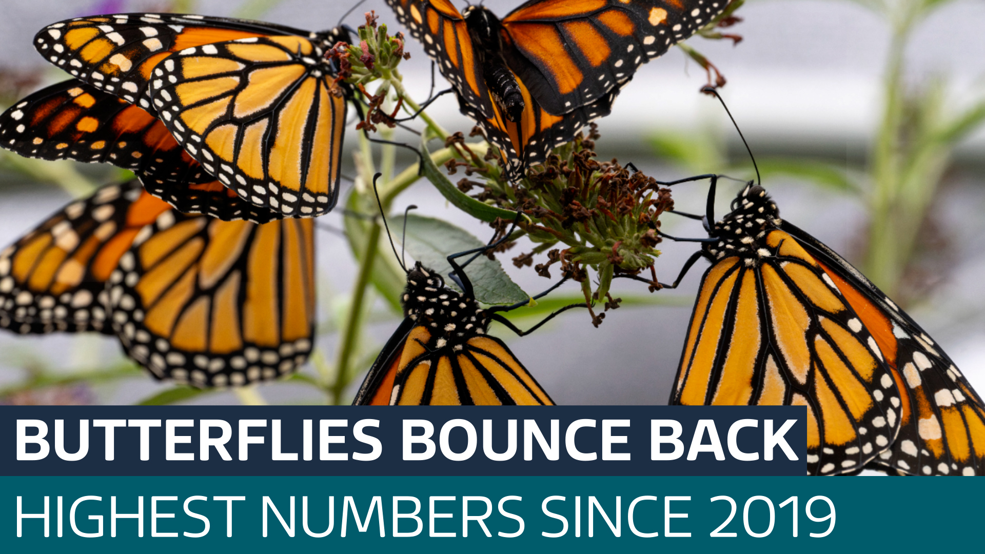 UK butterfly numbers at their highest level in four years - Latest From ...