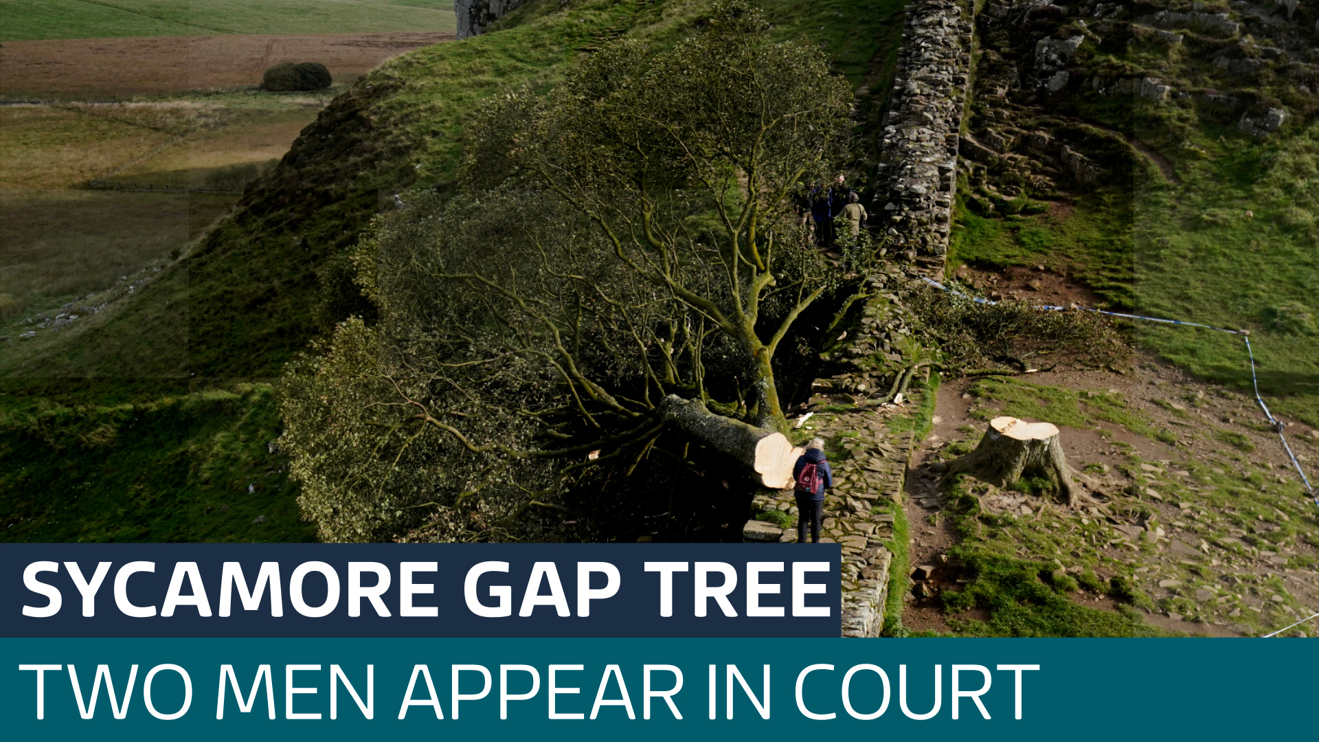 Two men in court over felling of famous Sycamore Gap tree - Latest From ...