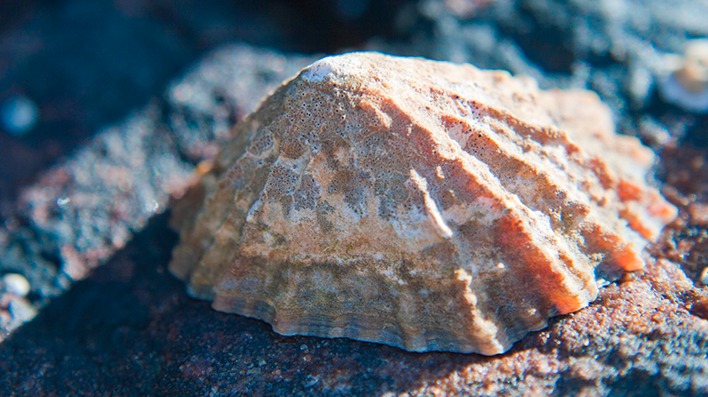 Strongest natural material known to man discovered in Limpet teeth say ...
