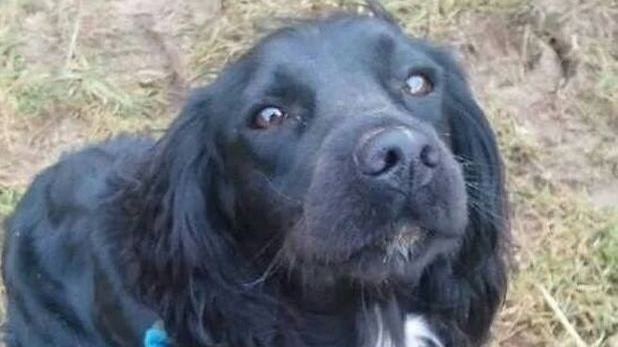 Boy, 4, writes letter to thieves pleading for them to return his pet ...