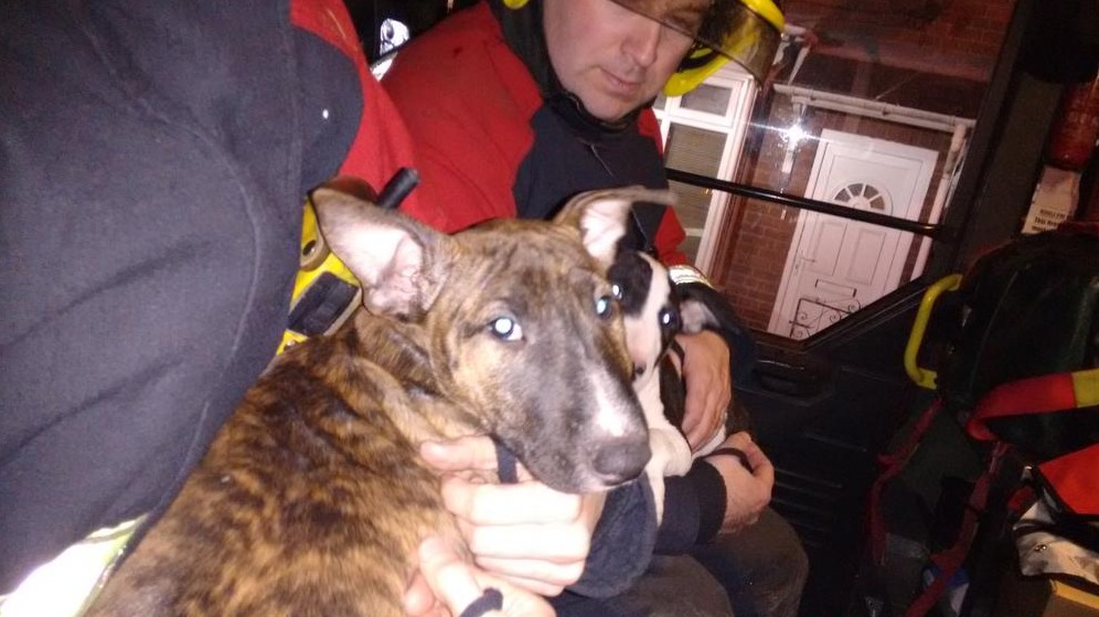 Three dogs rescued after being trapped in burning building | ITV News ...