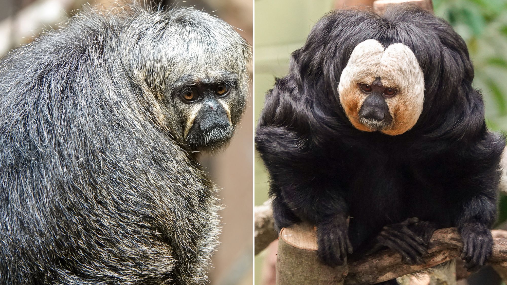 Family of monkeys welcomed by London Zoo in city's only living ...