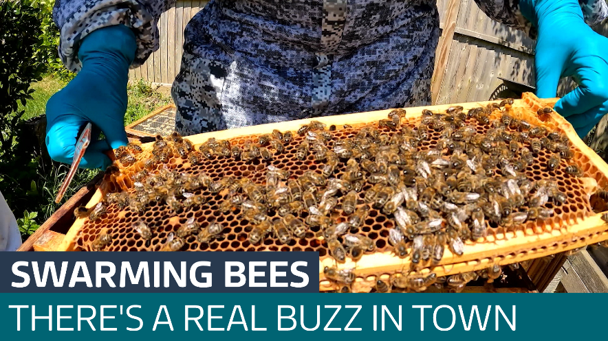 Islanders warned of increased bee swarms across Channel Islands ...