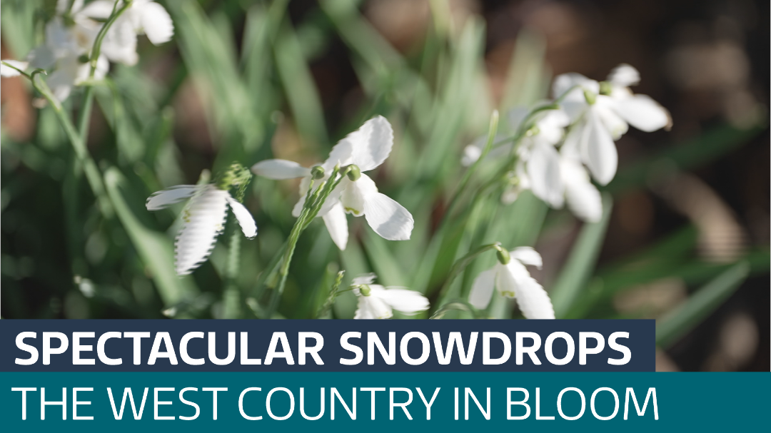 Snowdrops are in full bloom across the West Country - Latest From ITV News