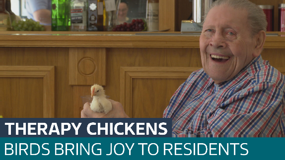 Flock of 'therapy chickens' soothes residents at retirement village ...