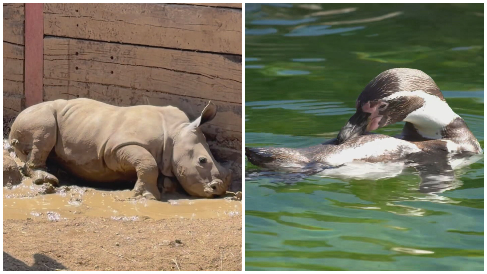 'Splish splash': Marwell Zoo animals take to mud pools and water to ...