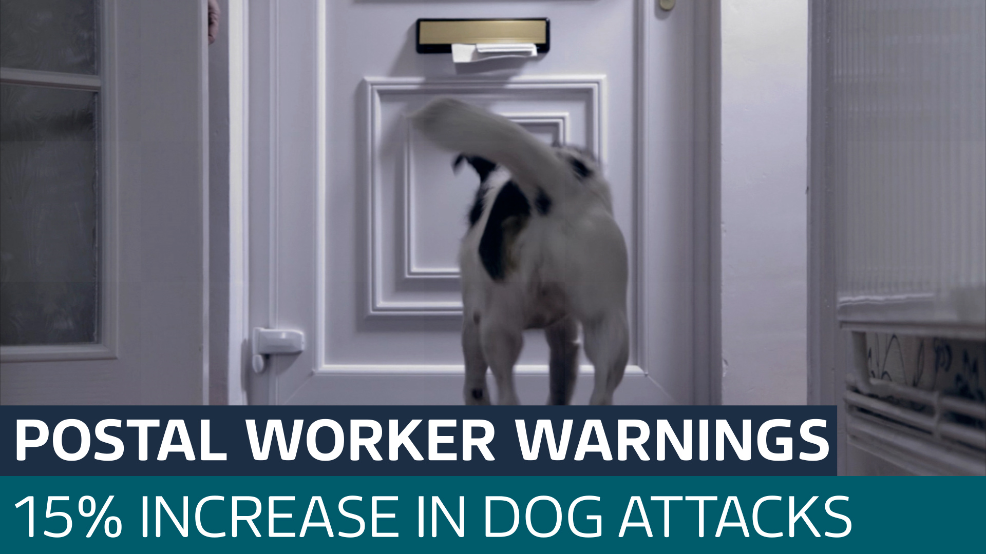 15% increase in dog attacks on postal workers - Latest From ITV News