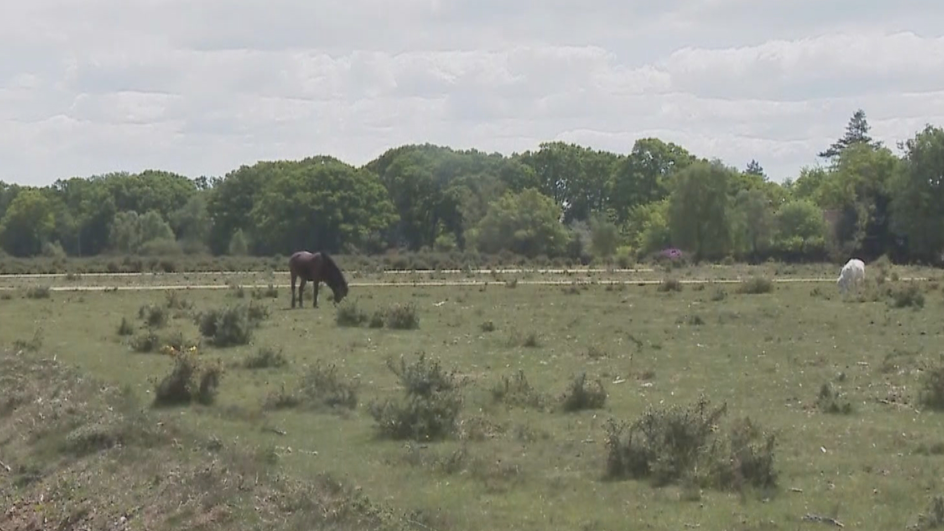 New Forest is named best national park in Europe and 10th best in the ...