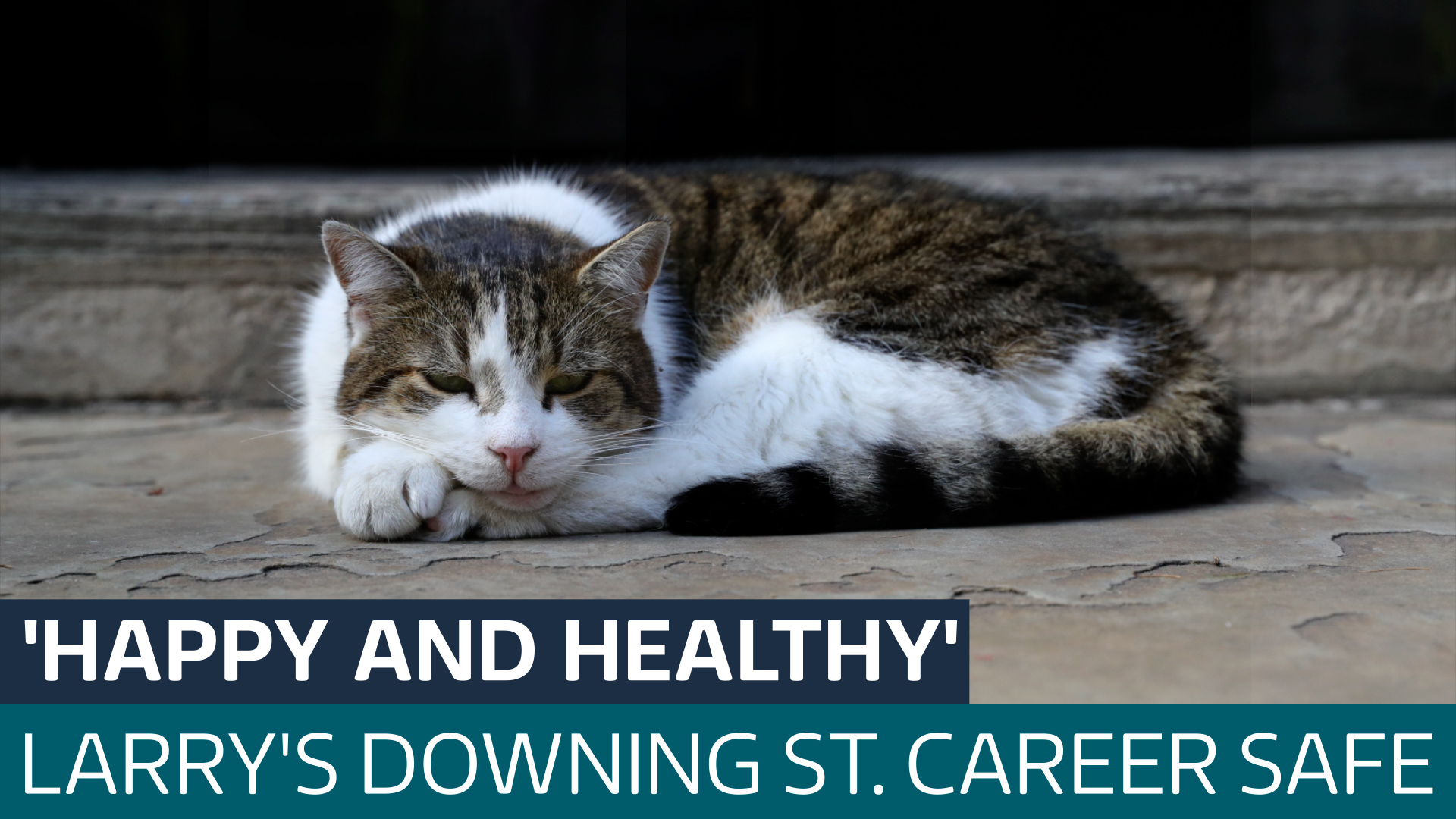 ITV News is told that Larry the Cat is fighting fit, and continues work ...