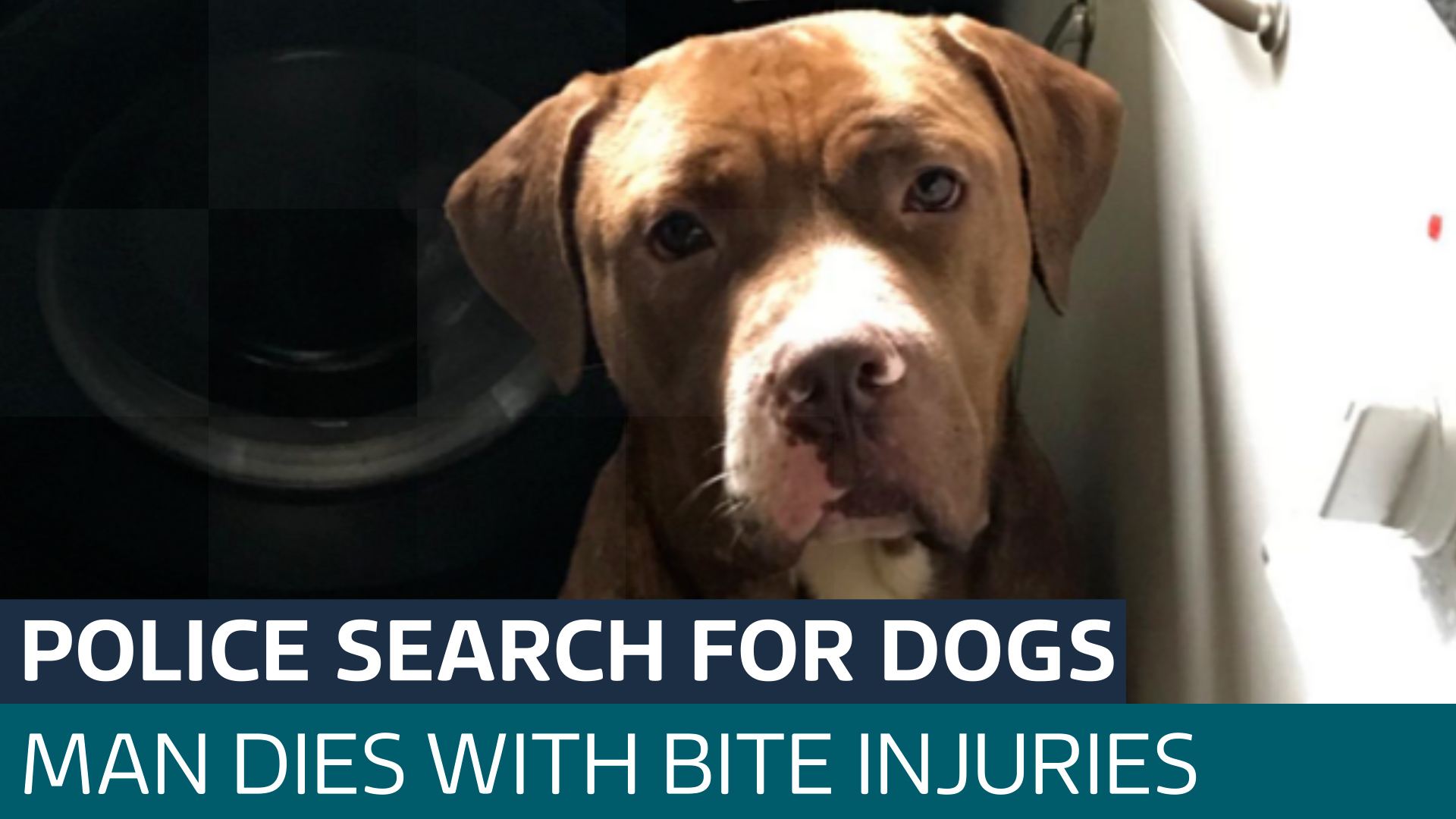 Police search for up to three dogs after man dies with bite mark ...