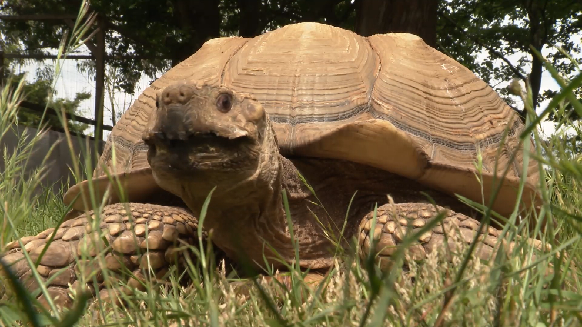 Police pick up Titan the Tortoise who made a great escape from home ...