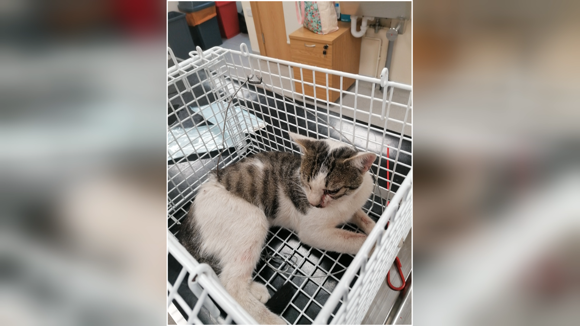 Animal charity calls for information after cat found in a snare in ...