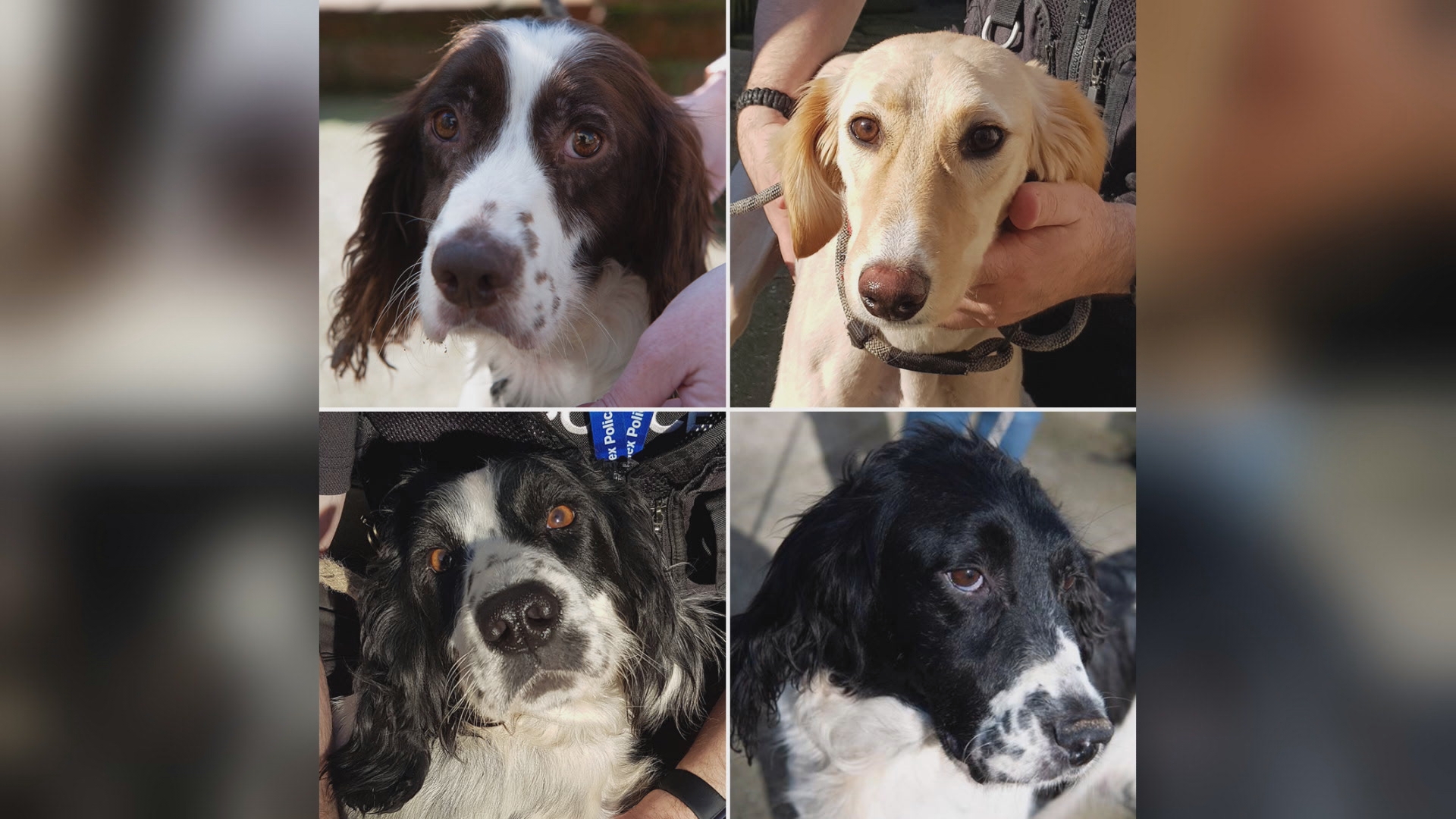 Do you recognise any of these suspected stolen dogs? Police search for ...