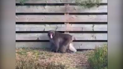 Runaway monkey sparks search operation after Scottish zoo escape ...