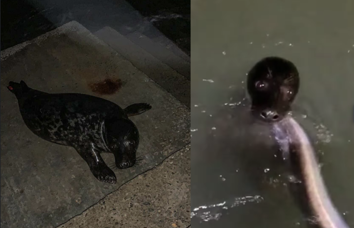 Moment seal uses eel in game of 'tug of war' with Devon fisherman | ITV ...