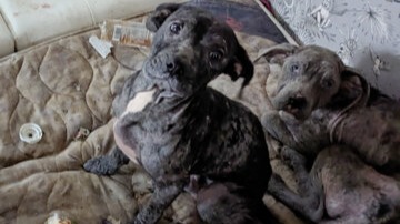 RSPCA reveal shocking increase in pets being dumped in Greater ...