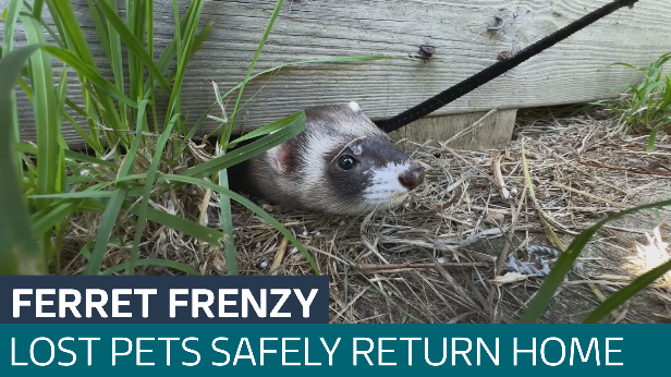 Ferret pair back home with Jersey owner after escaping via kitchen ...