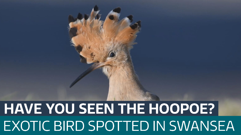 Unusual sighting on Welsh beach sees bird enthusiasts flock to Swansea ...