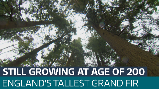 The tree taller than Nelson's Column - Latest From ITV News