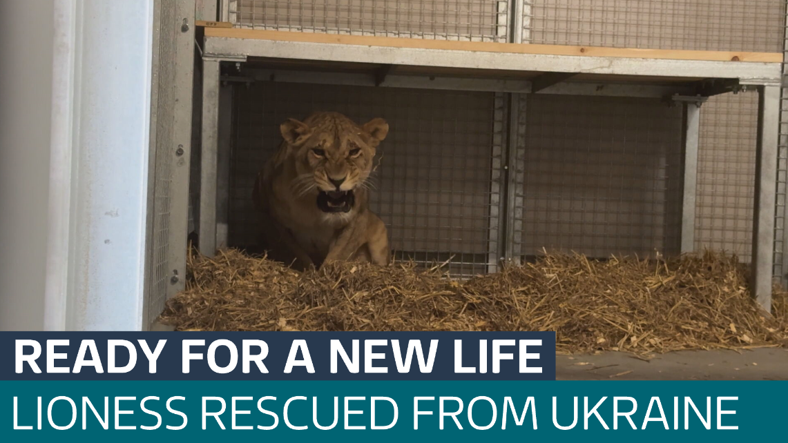 Kent animal sanctuary rescues lion with 'psychological issues' from ...