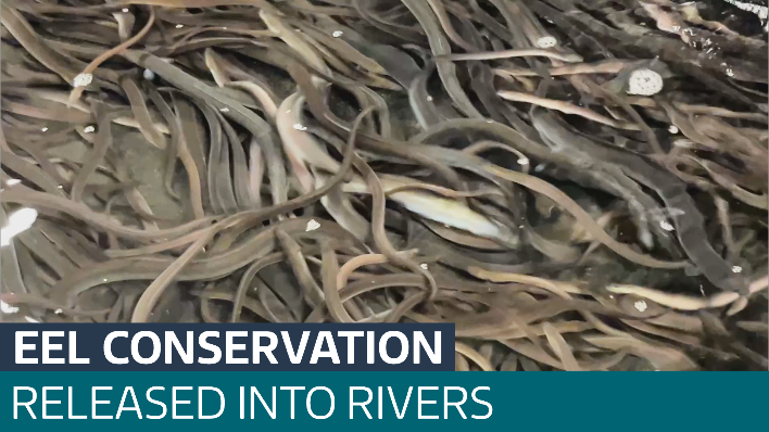 60,000 adult eels released into River Avon at Tewkesbury - Latest From ...
