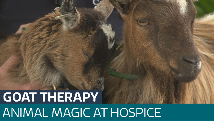 Therapy goats bring comfort to carehomes and hospices across South West ...