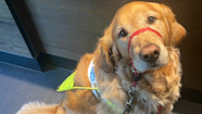 Blind Woman yelled At By Starbucks Worker For Having Guide Dog In