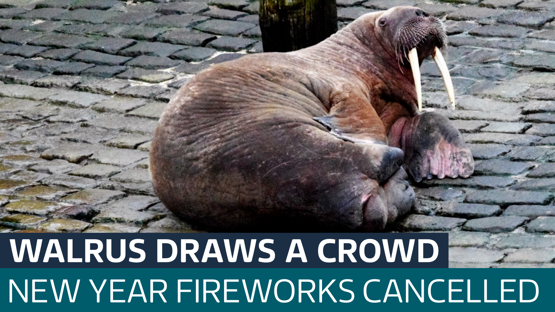 Why a visit from 'Thor' the walrus stopped new year celebrations in ...