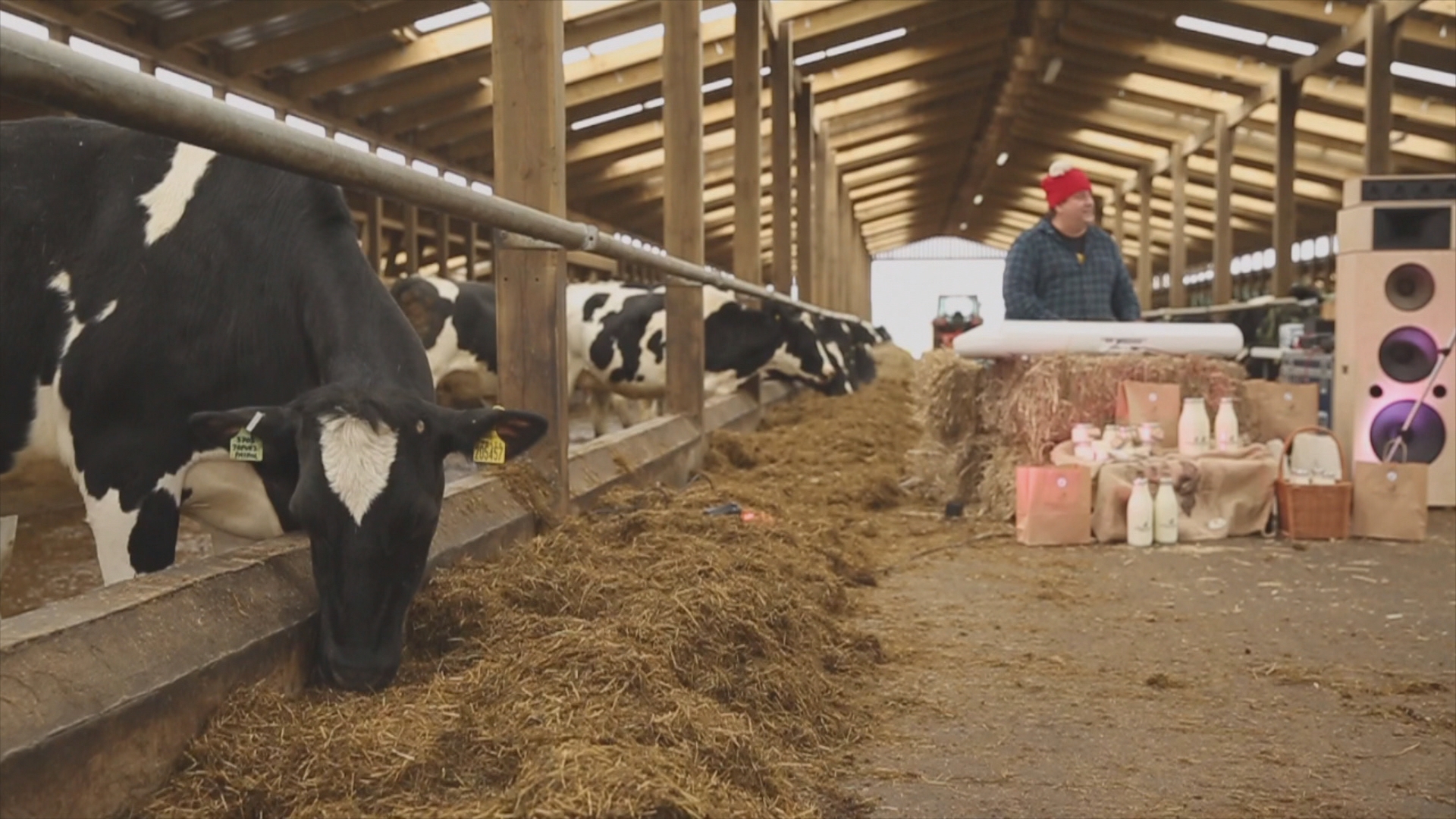 Concert for cows: Why a Dorset farm is turning to music for milking ...