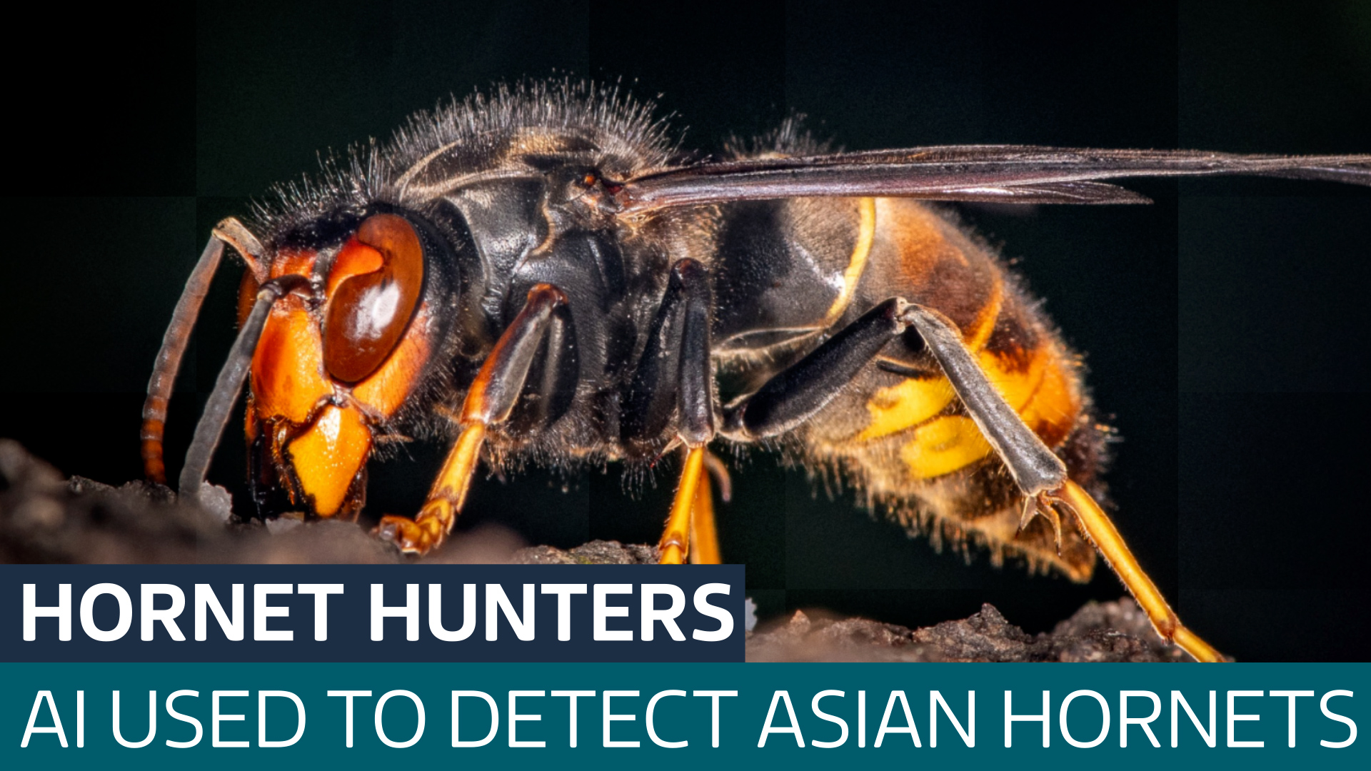 How Artificial Intelligence is being used to fight invasive Asian ...