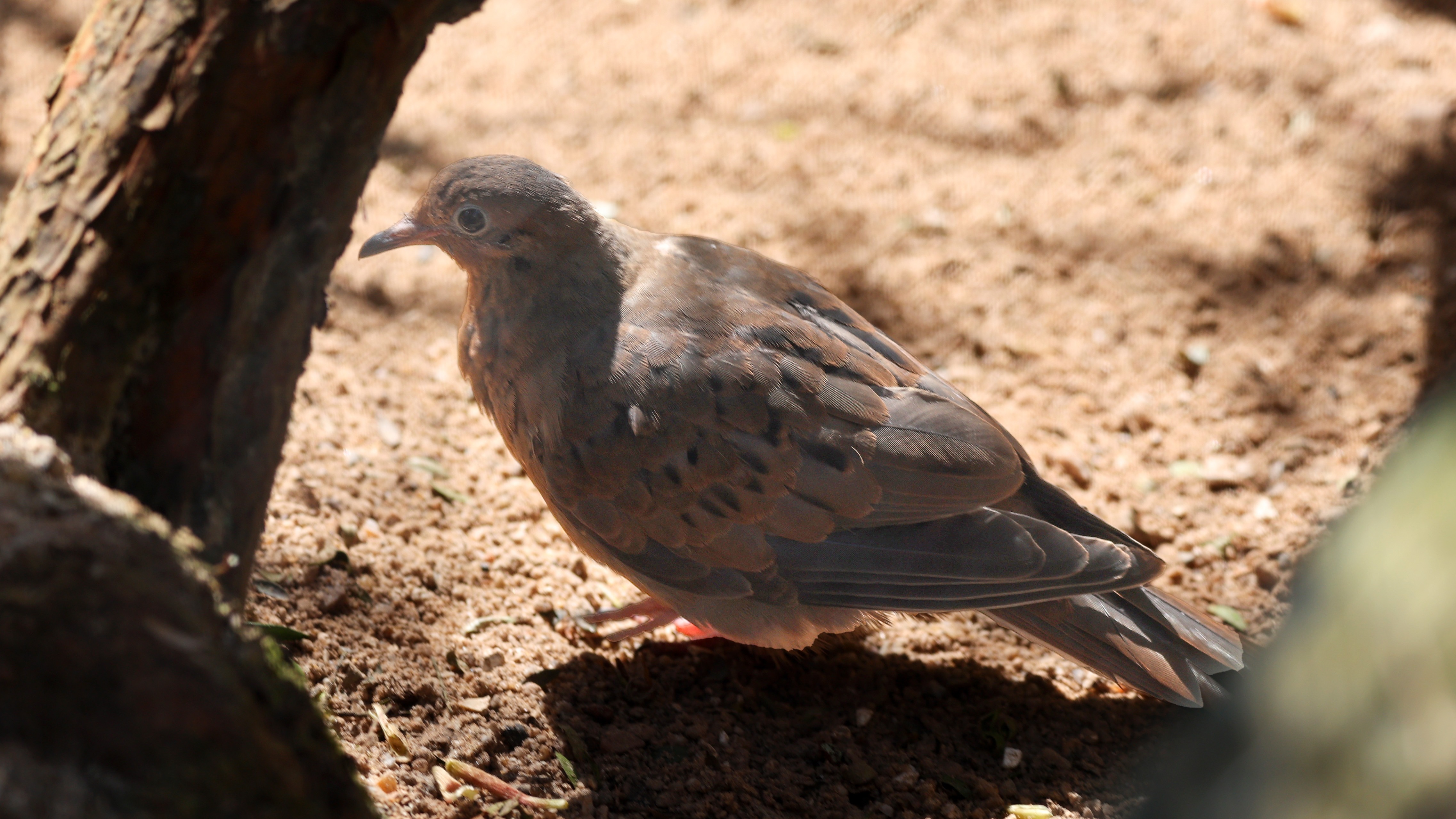 Dove from species 'extinct' in wild hatches at Paignton Zoo | ITV News ...