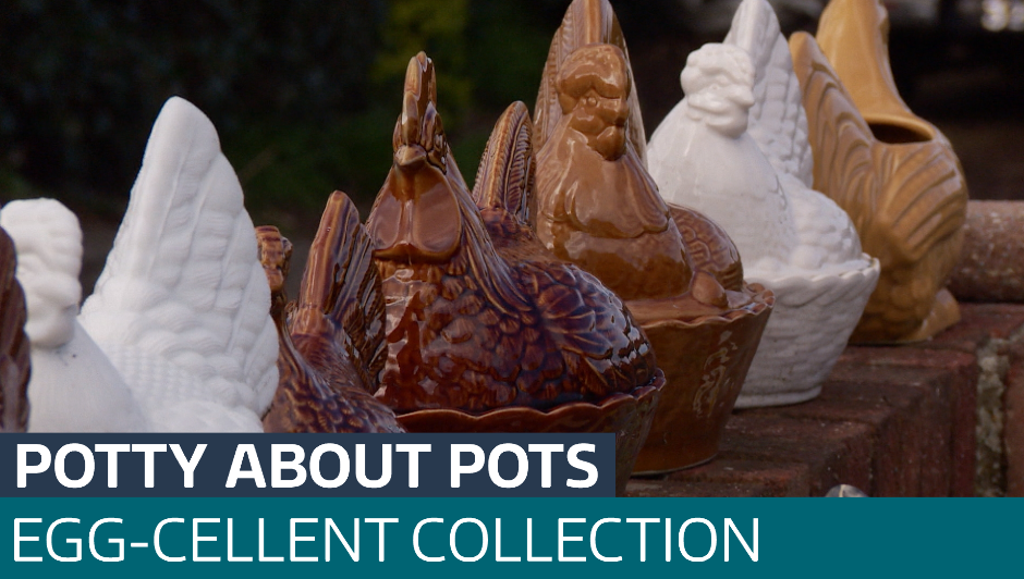 Guernsey chicken owner may hold island record for largest collection of ...