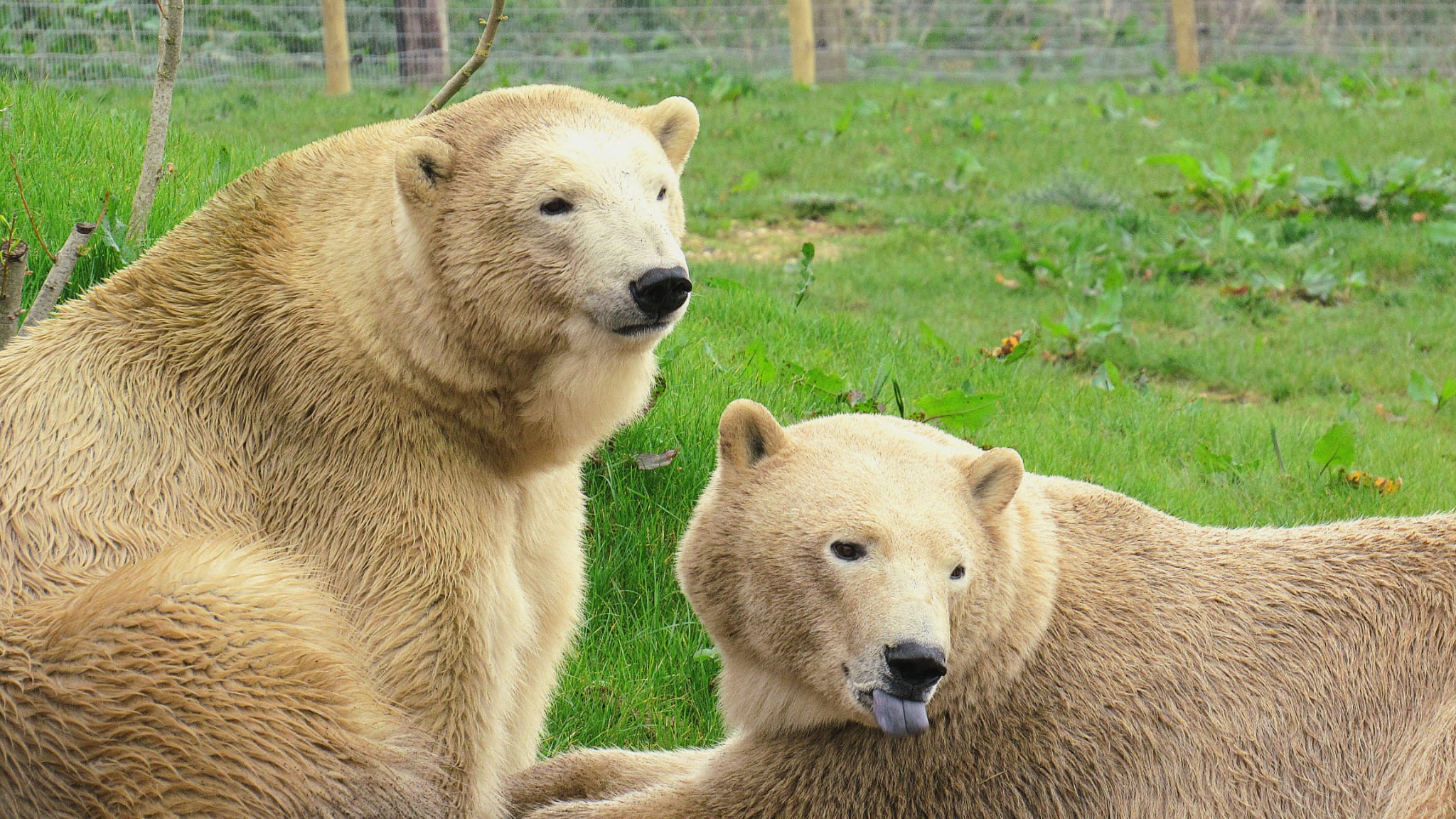 Jimmy's Farm: Polar bears become latest arrivals at Europe's largest ...