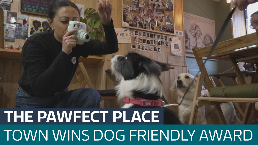 Town in West Cumbria wins dog friendly award - Latest From ITV News