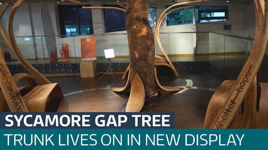 Sycamore Gap tree trunk goes on display in effort to preserve its ...