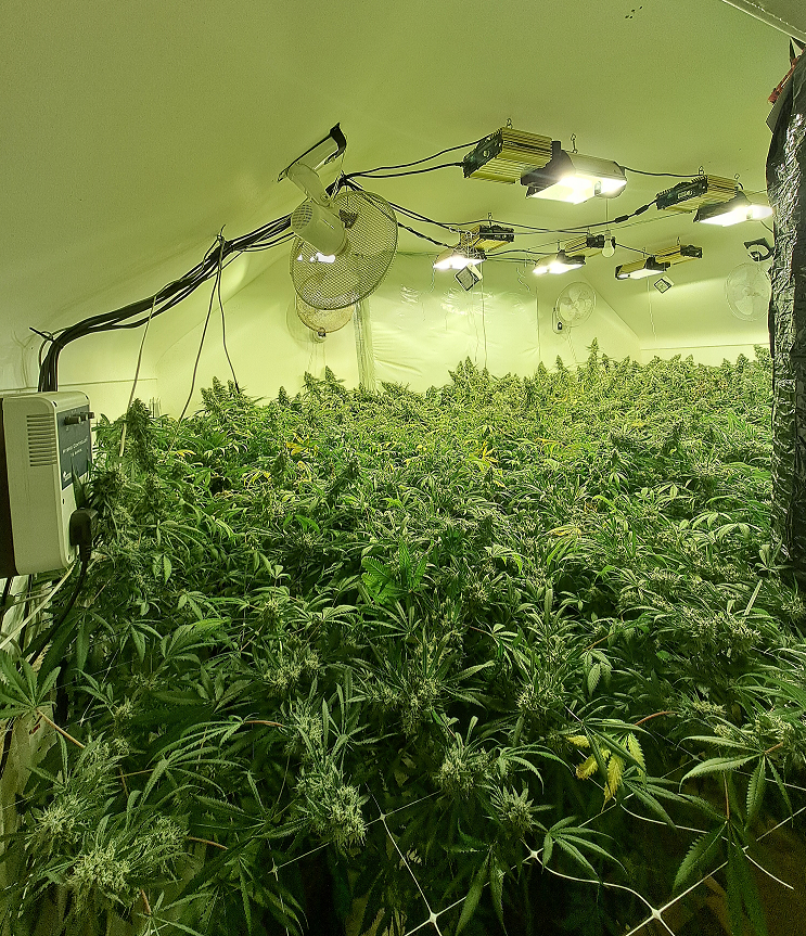 One arrest after cannabis factory discovered in Ballygawley | UTV | ITV ...