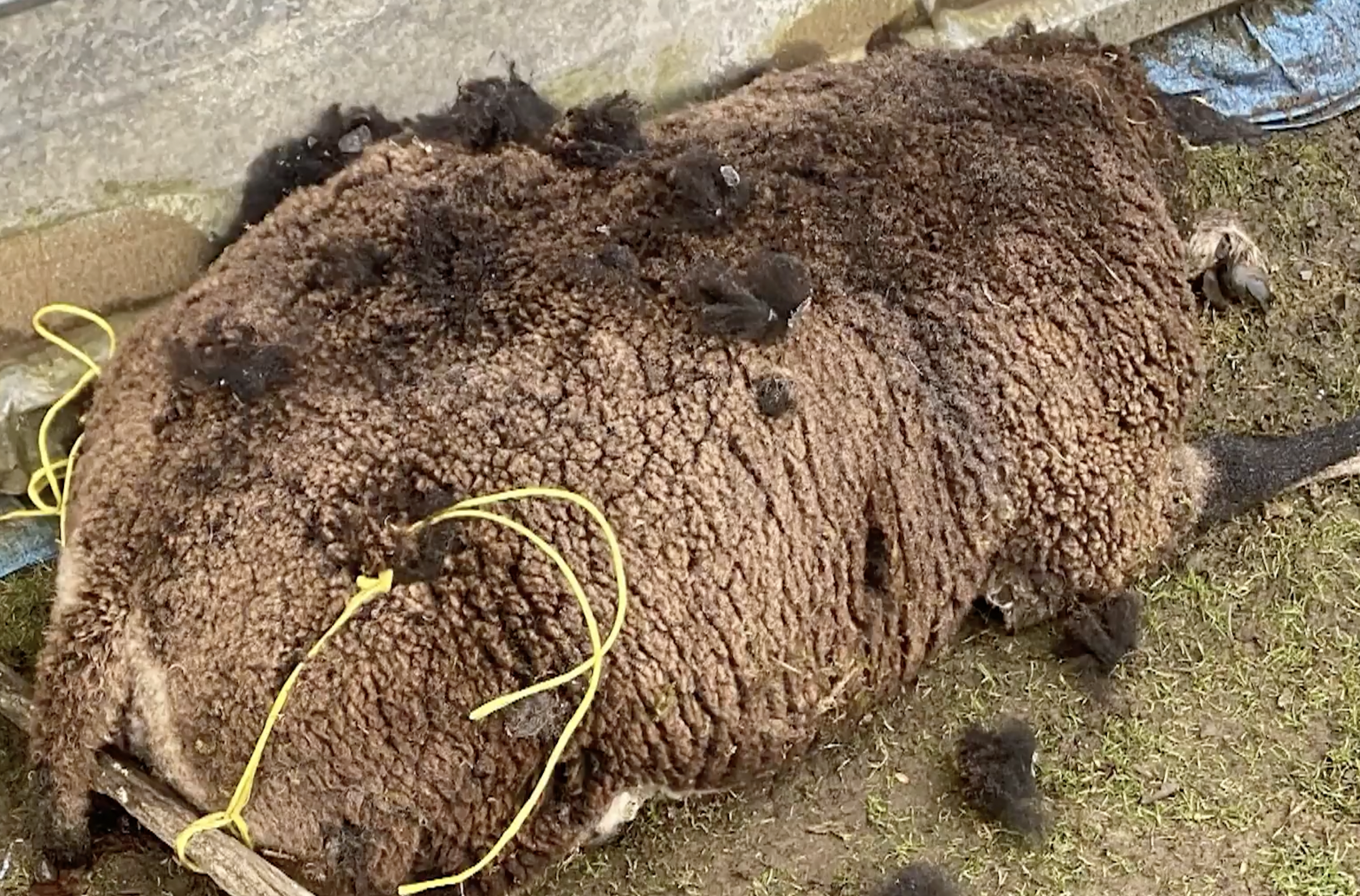 Police hunt for person who killed pregnant sheep and her unborn lamb on ...