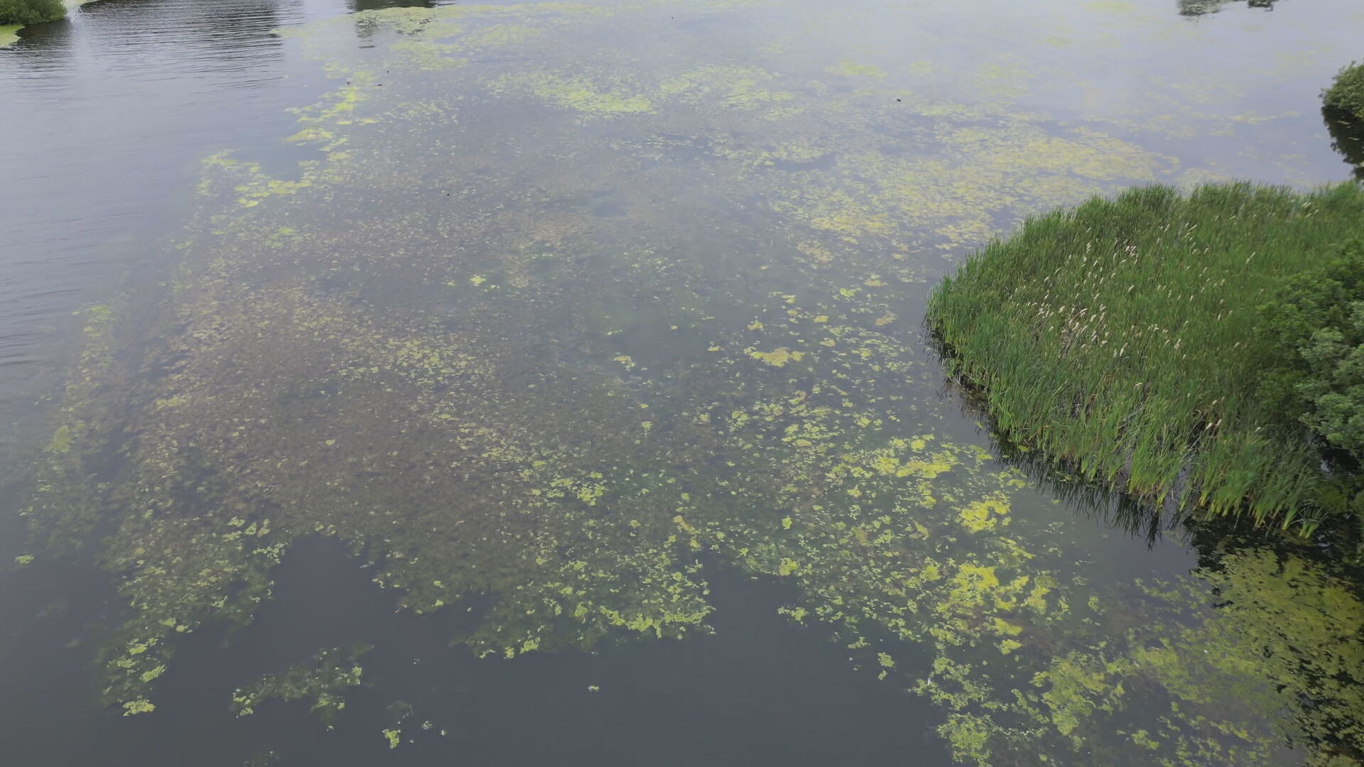 Lough Neagh crisis laid bare with over 2,000 pollution incidents in ...