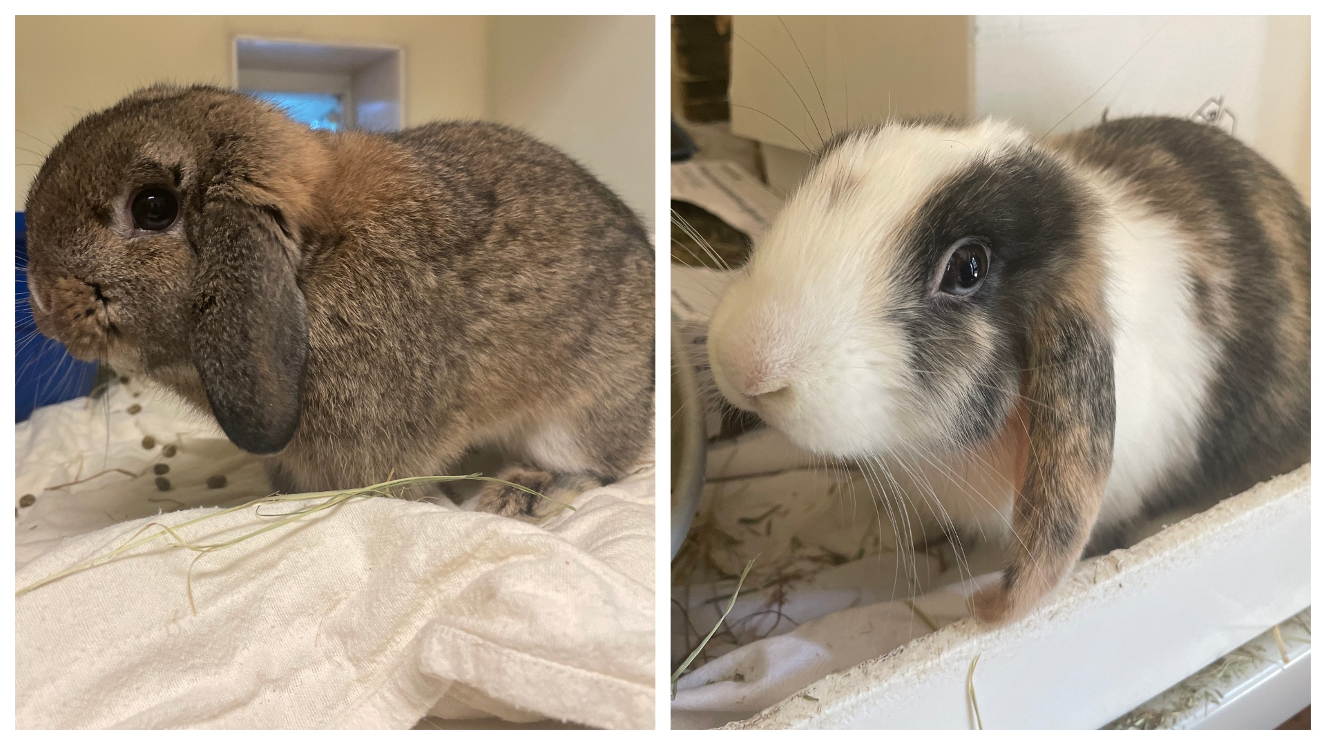 RSPCA appeal for help after two rabbits abandoned at a flat in ...