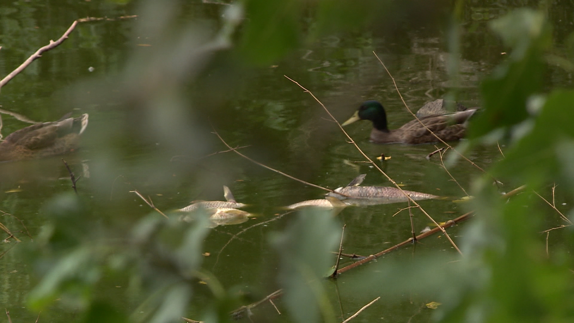 Dry weather kills fish in Saumarez Park pond | ITV News Channel