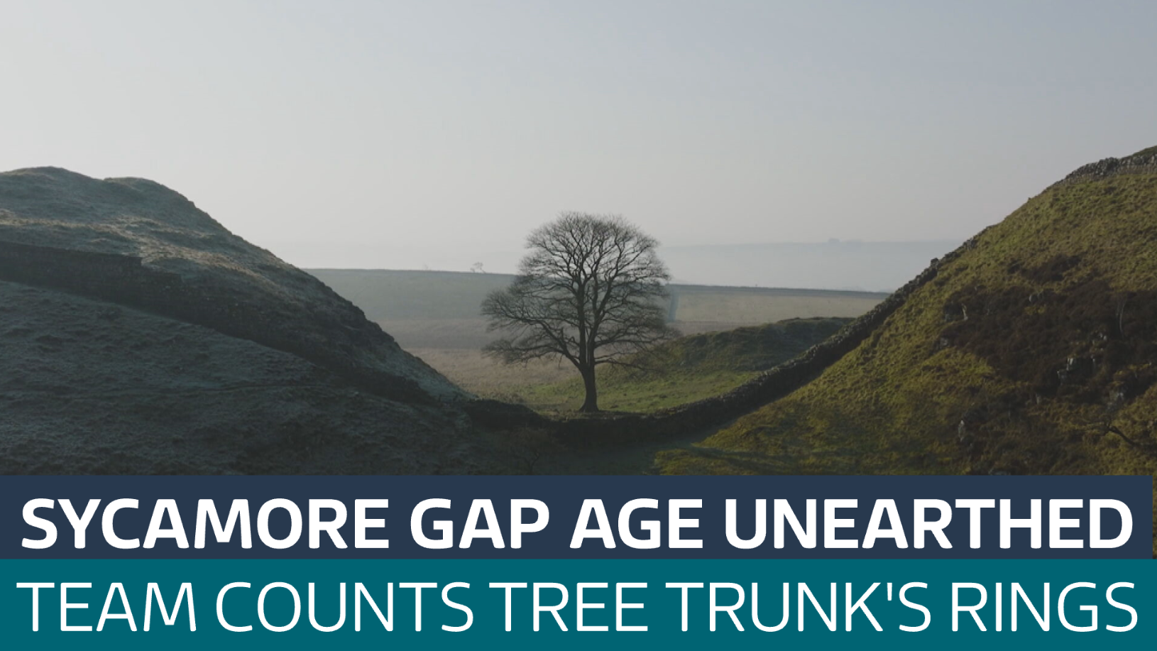 Experts estimate Sycamore Gap tree was around 100 to 120 years old when ...