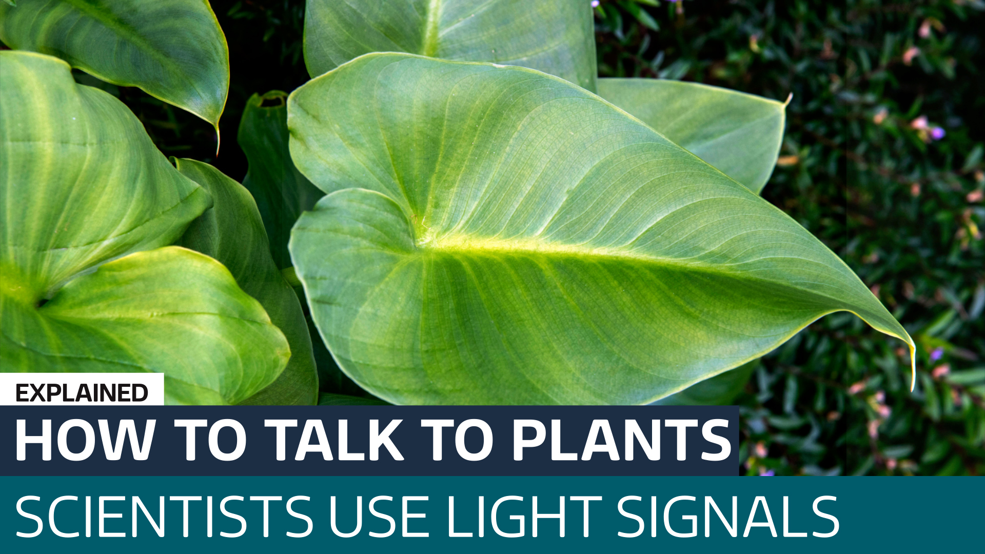Scientists find way of 'communicating' with plants - Latest From ITV News