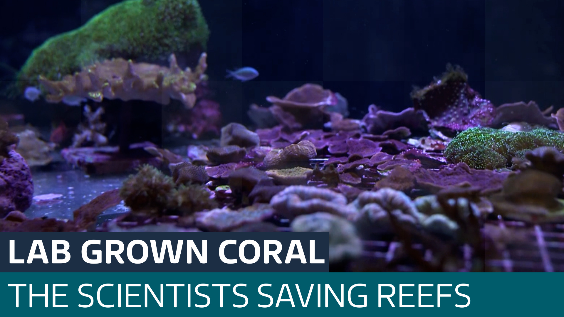 The Derbyshire lab growing coral to try and save it from extinction ...