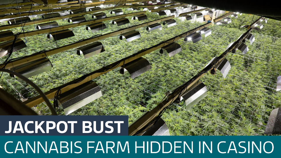 Multi-million pound drug farm inside derelict casino is 'one of biggest ...