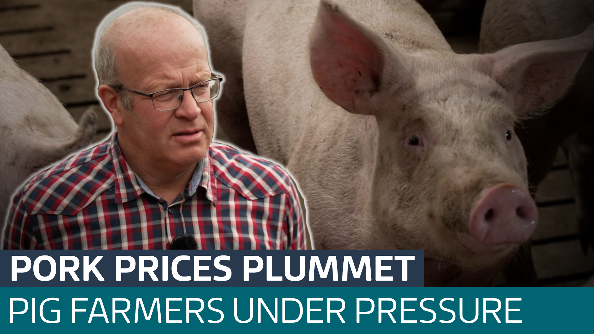 Pig farmer closes farm after surplus of pig supply and falling pork ...