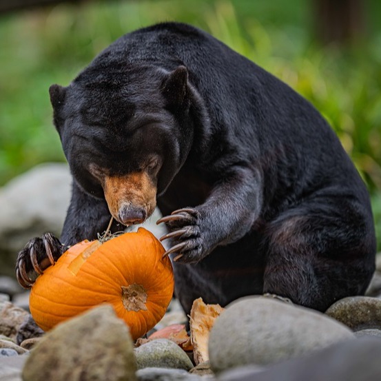 Sun Bear Eating