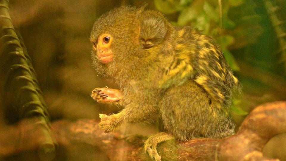 World's smallest species of monkey gives birth to twins at Telford zoo ...